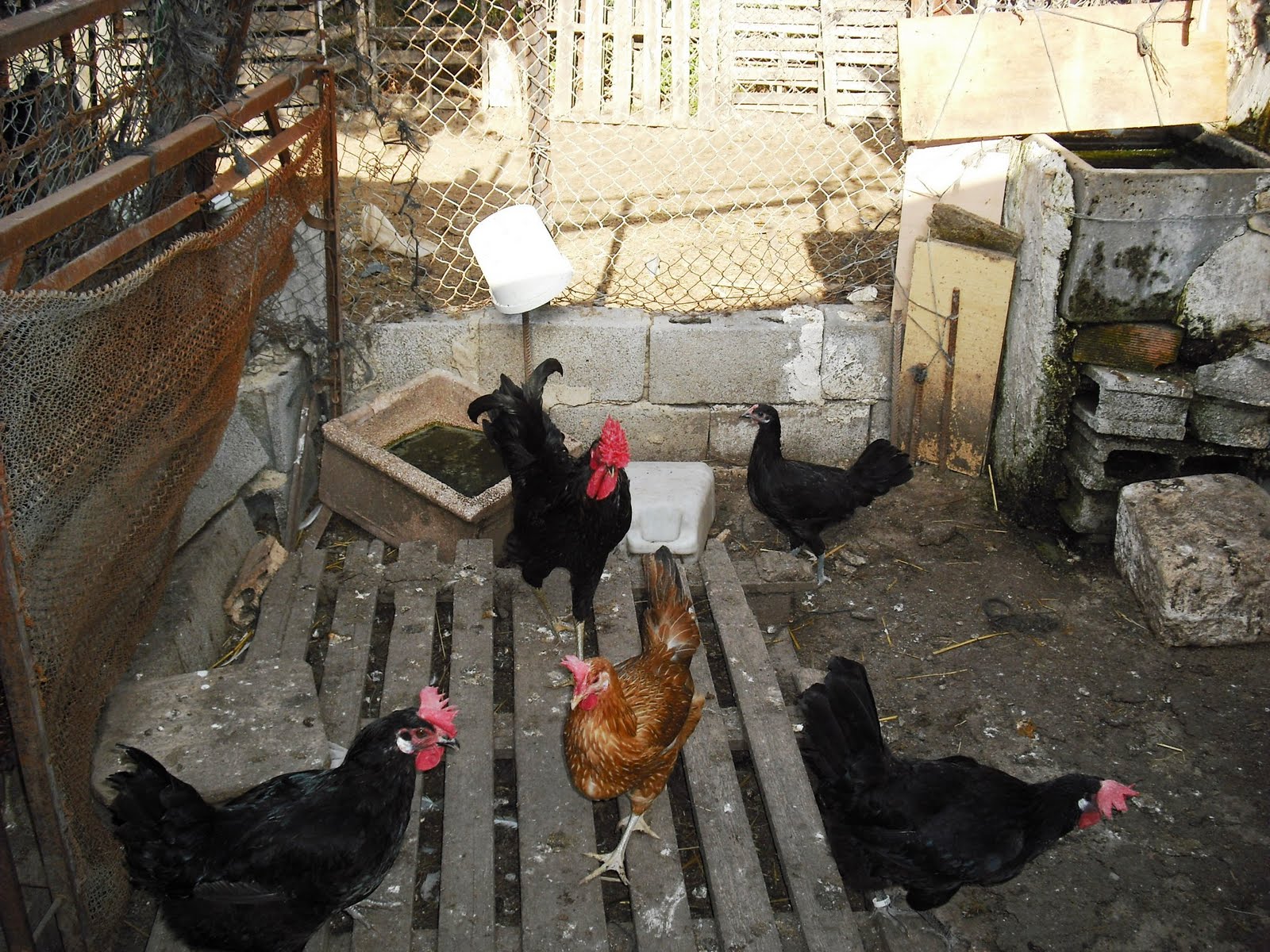 Finca Quercus: Animales que crio